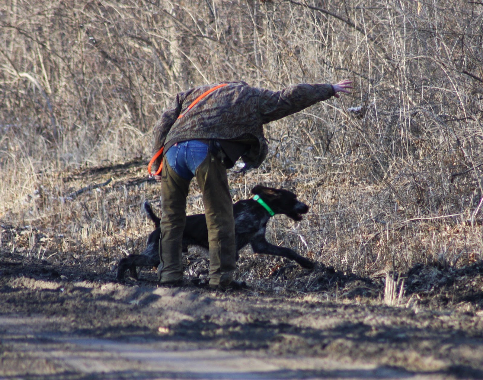 Vom Rogers Hutte Drahthaars: Retrieving Reliability Test ...