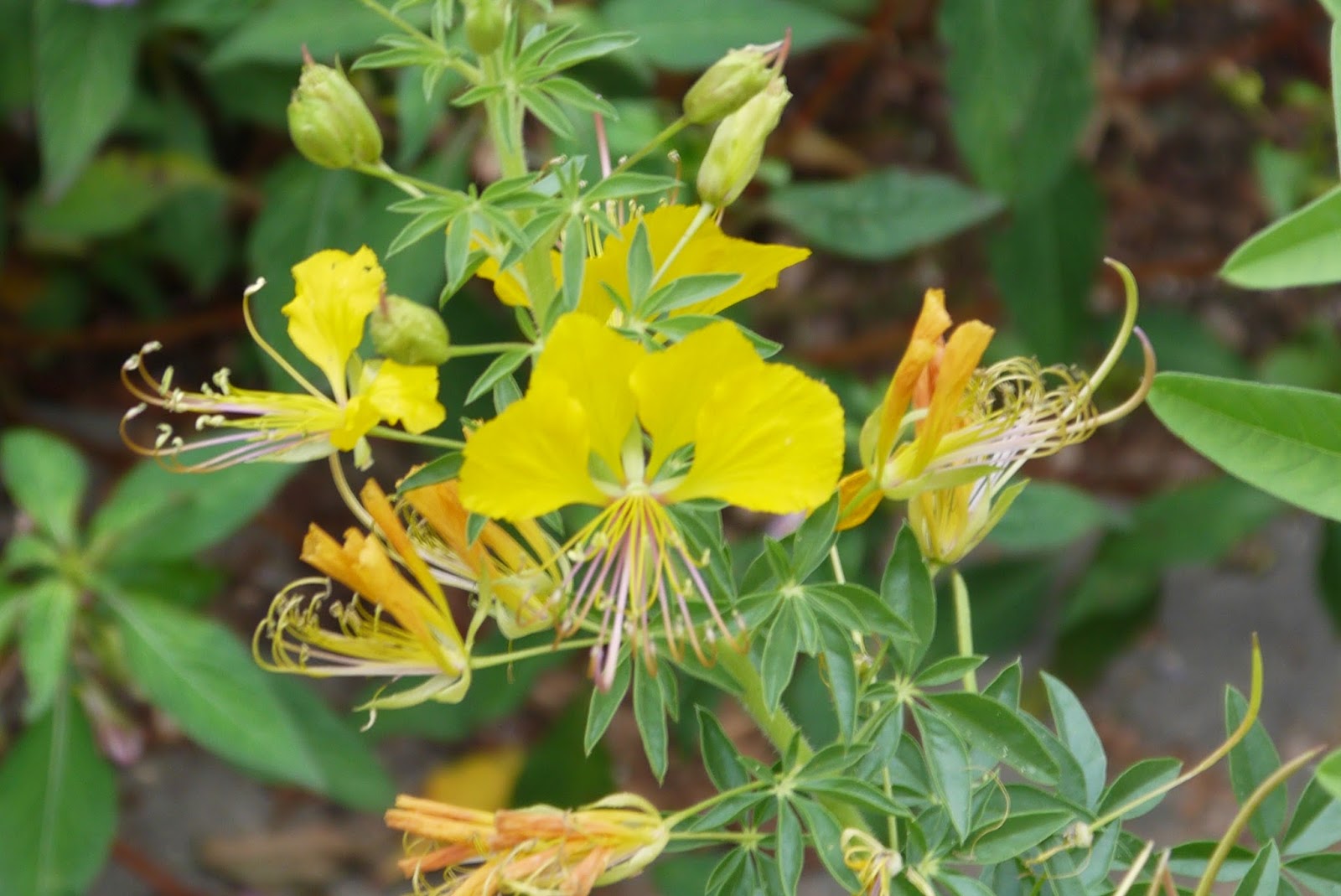 A not so simple garden: Cleome foliosa from Kunene Namibia