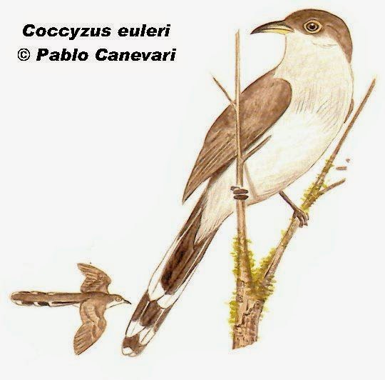 Argentina nativa: Cuclillo ceniciento (Coccyzus euleri)