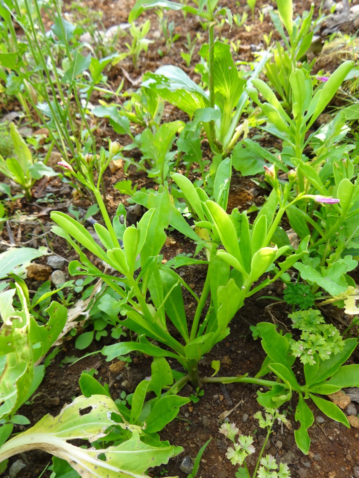 Herbs from Distant Lands: Talinum triangulare - Philippine Spinach ...