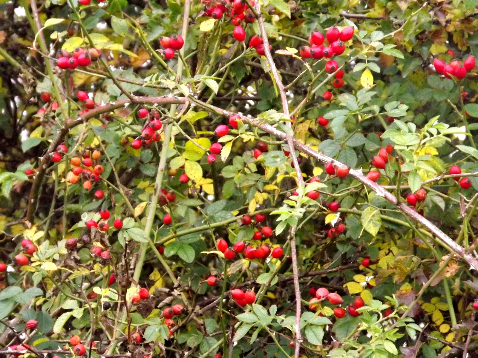 Lucy's Cottage: Hips, Haws & Holly Berries