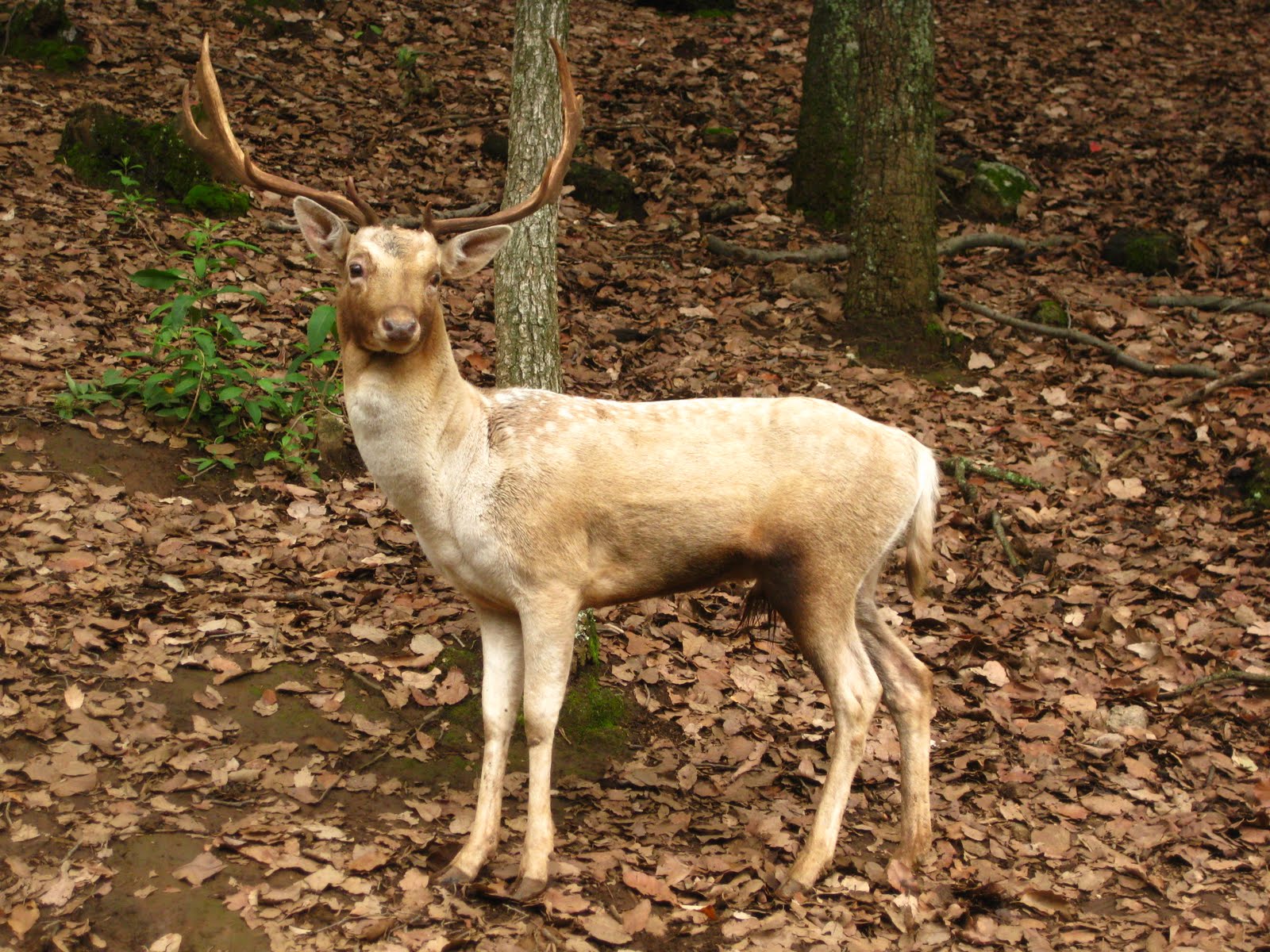 Rincones de nuestro México: Bio Parque Estrella, Jilotepec, Mex.