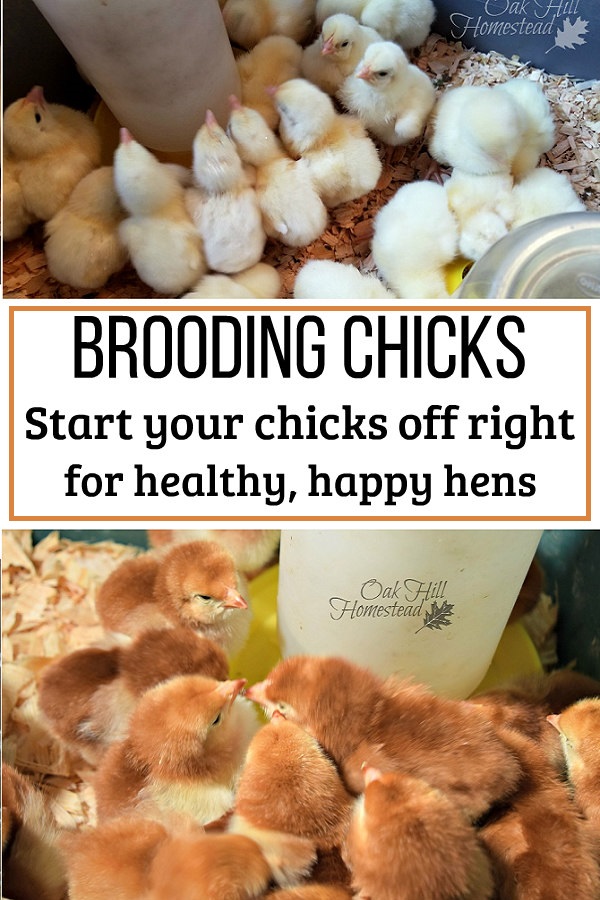 How to Raise (Brood) Baby Chicks - Oak Hill Homestead