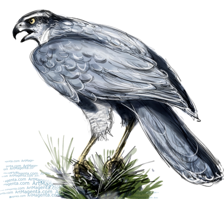 Birds: Northern Goshawk