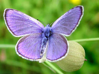 Simplicity: Cei mai frumosi fluturi