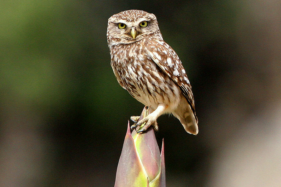 Bird Guide: Owls – Travelling is a hoot!