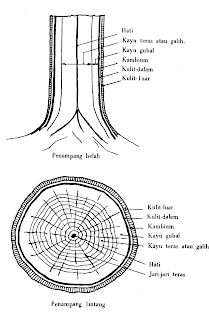 Struktur Kayu | Materi TIK-PTD
