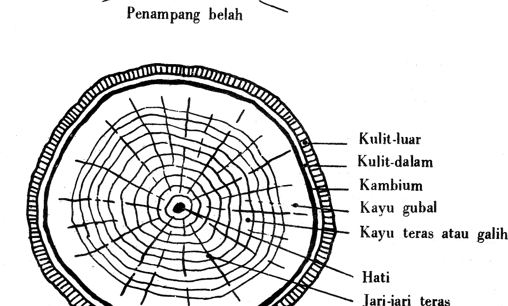 Struktur Kayu | Materi TIK-PTD