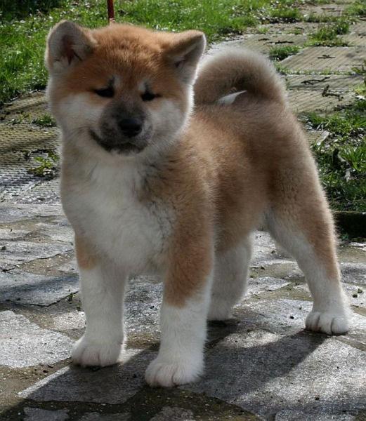 Conozca la raza de perro Akita [Akita inu, Akita ken] | Razas de Perros ...