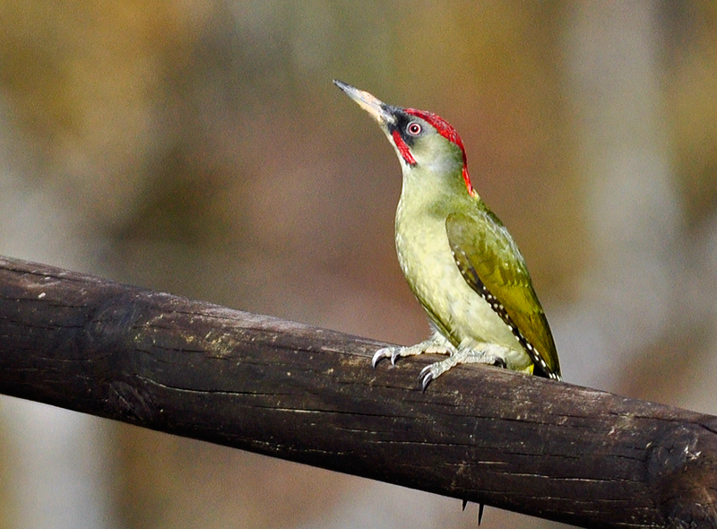 Vivir para ver: Pito real en la puerta de casa. 14 de Noviembre