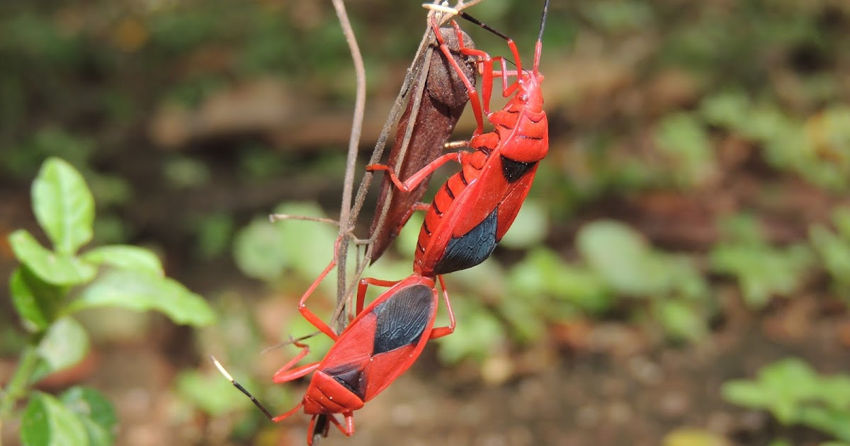 Dera's bio-diversity: Antilochus conqueberti