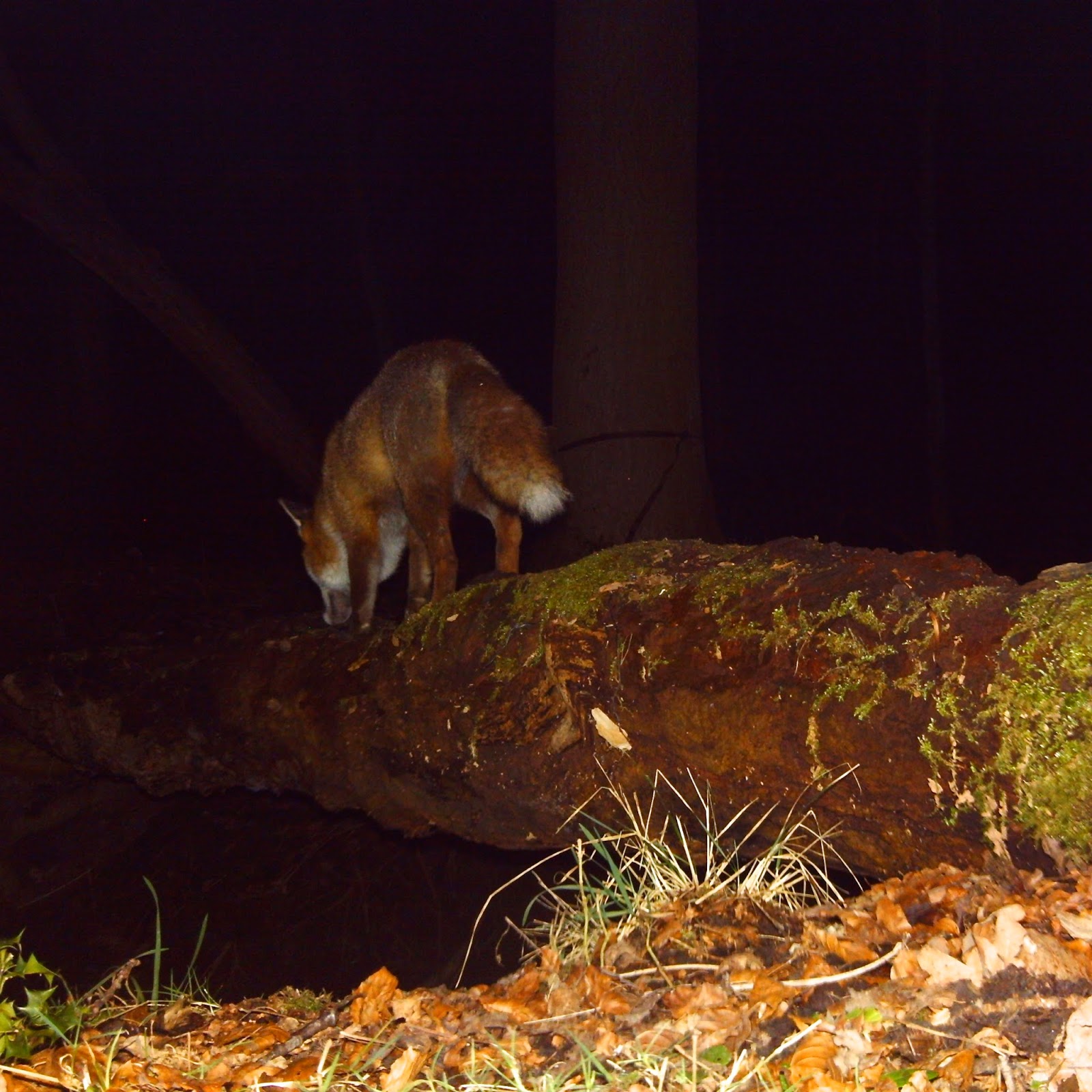 TrogTrogBlog: Night-time trail camera - Fox