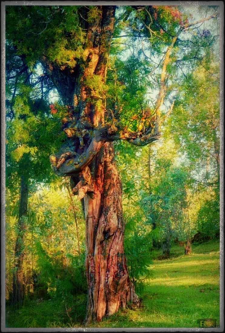 Podocarpus falcatus (P. gracilior)