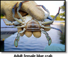 She Cooks : CRABS - A PRIMER..... ALL YOU NEED TO KNOW AND PROBABLY ...