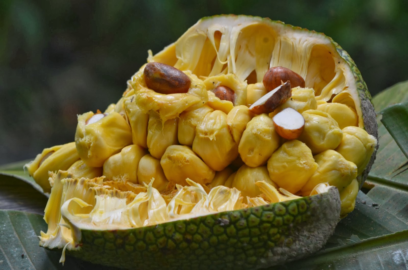 The Kambatik Park, Bintulu.: The Chempedak fruit