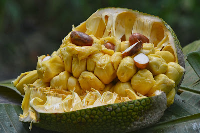 The Kambatik Park, Bintulu.: The Chempedak fruit