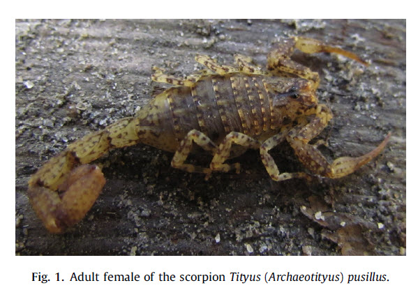 The Scorpion Files Newsblog: Reproduction and life history in Tityus ...