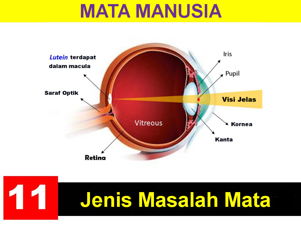 My Life with Cellglo @ 育葶的Cellglo生涯: Lutein merupakan Mata Vitamin kita