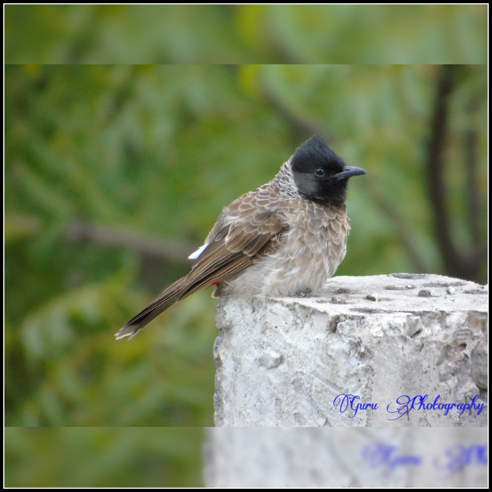 Red Vented Bulbul (An interesting story behind them)