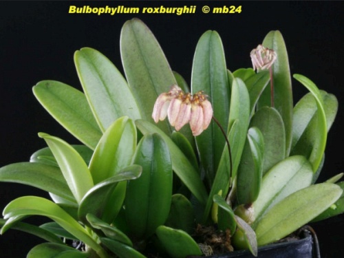 Grupo Orquideófilo del Norte Santafesino: Bulbophyllum roxburghii