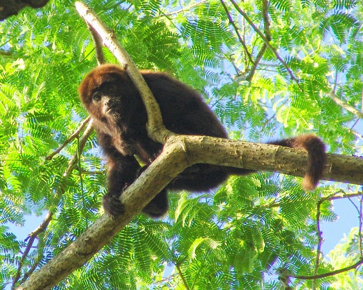 Animais Verdadeiros Amigos: O BUGIO