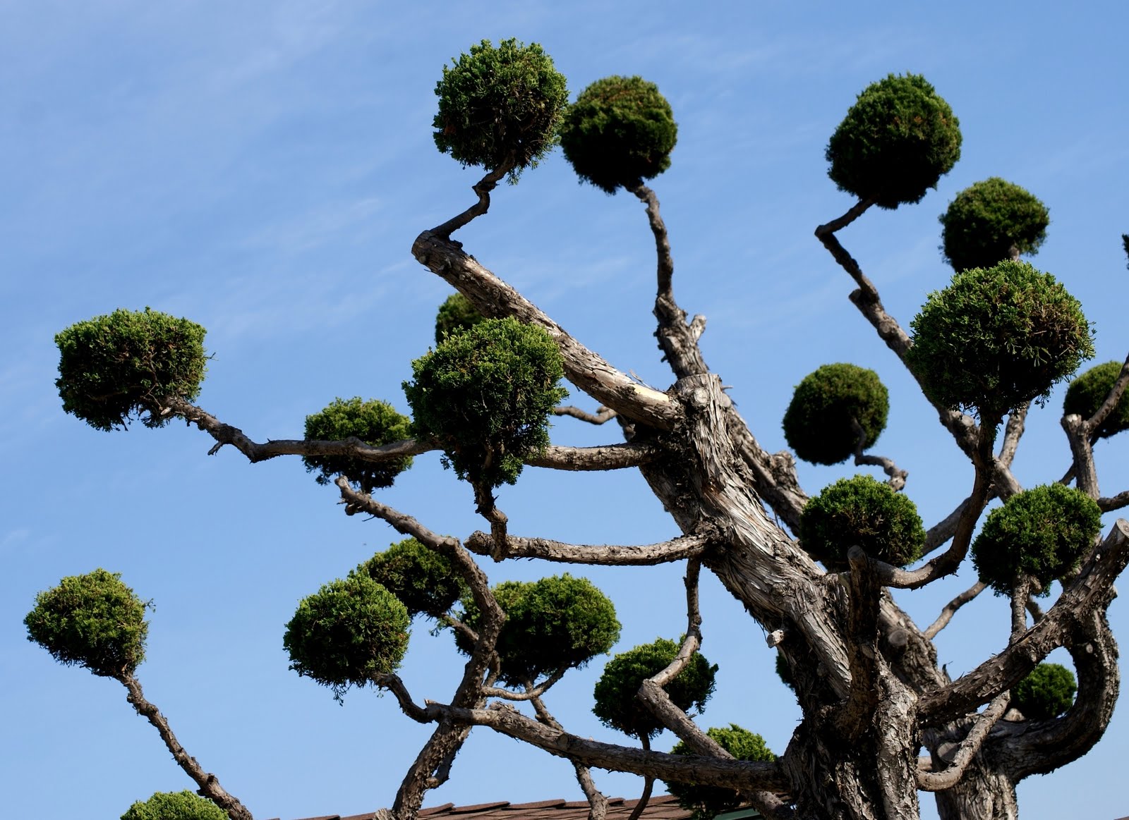 A photo, A thought............: Discovery: Incredible topiary designs