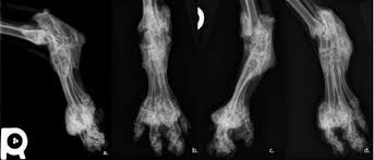 Scottish Fold'ların Hikayesi