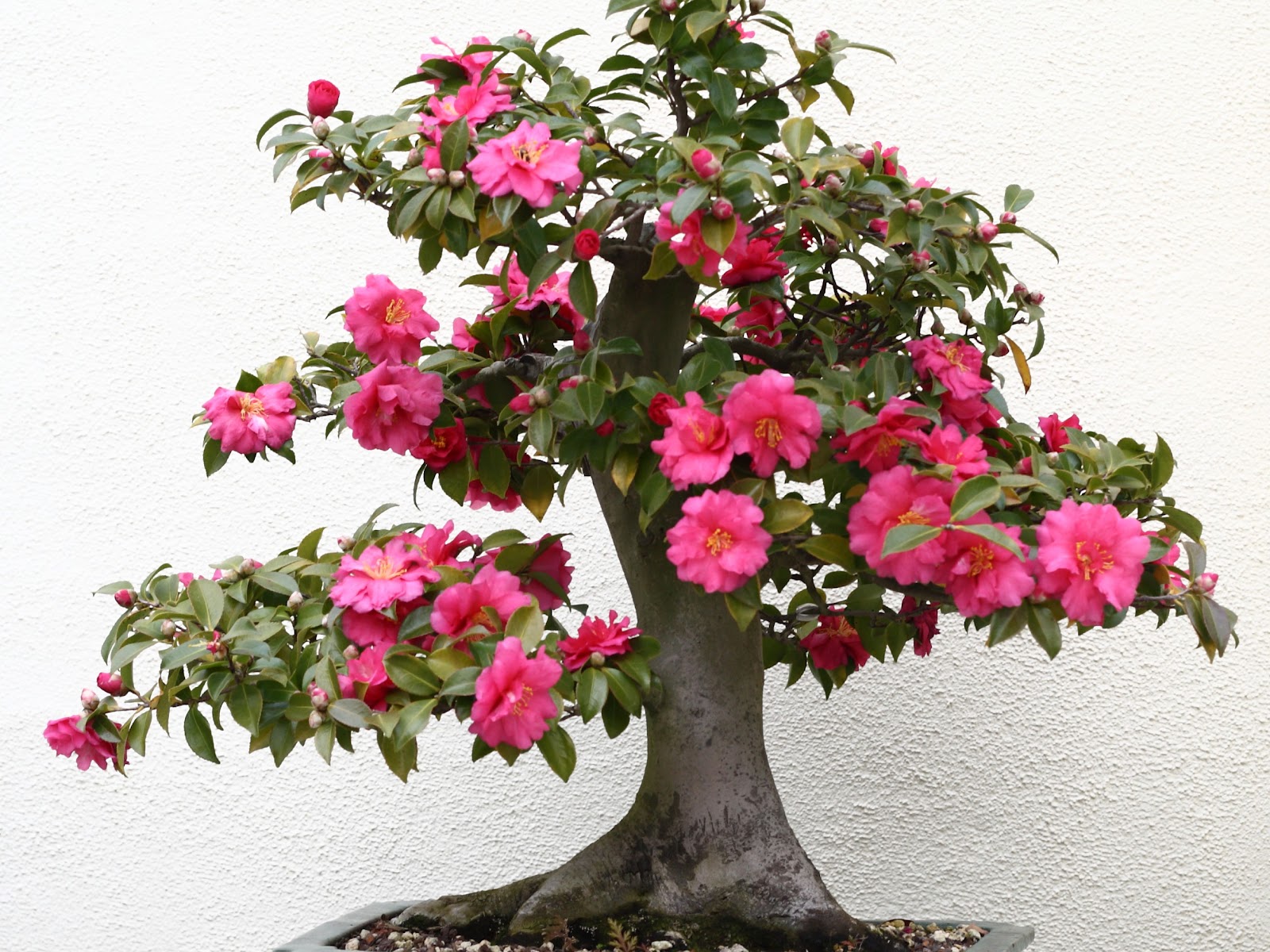 Sensul vietii: DIN NOU DESPRE ........BONSAI....UN MISTER AL EXISTENTEI