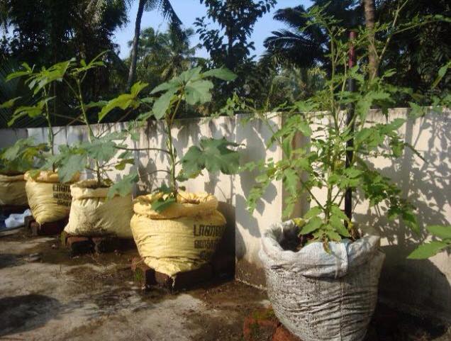 Kỹ thuật cách trồng rau sạch tại nhà siêu dễ nhớ - Sáng tạo xanh