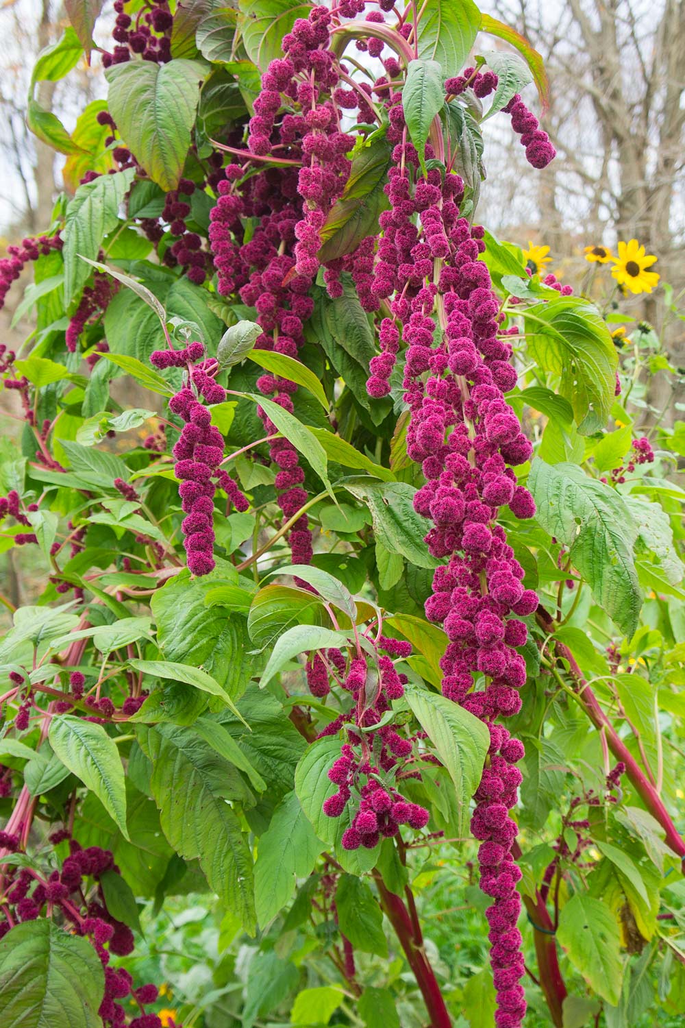 Fresh flowers from your garden to your kitchen table