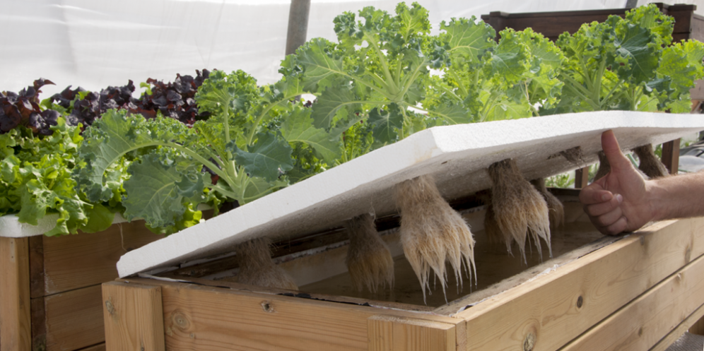 aggiungi un posto a tavola: Living box mini farms - "living box" mini ...