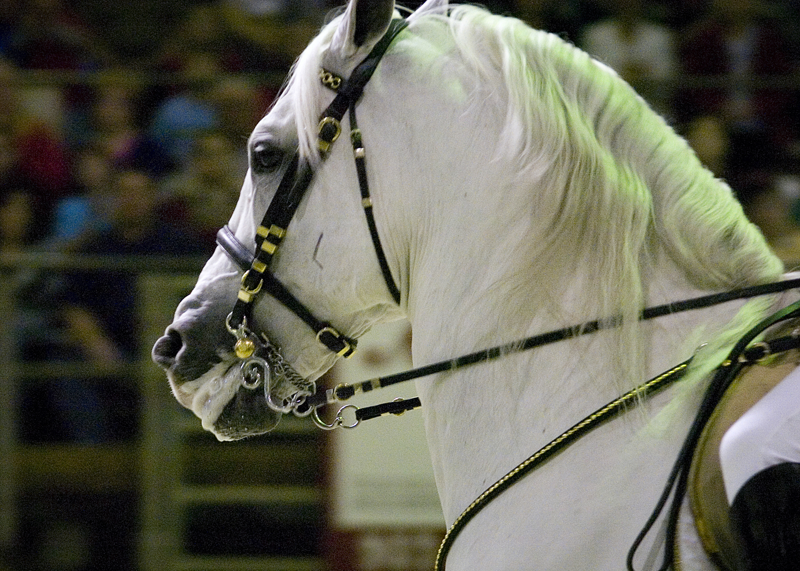 Painted Pony Shop, Handcrafted Hobby Horses: Working on the Lipizzan ...