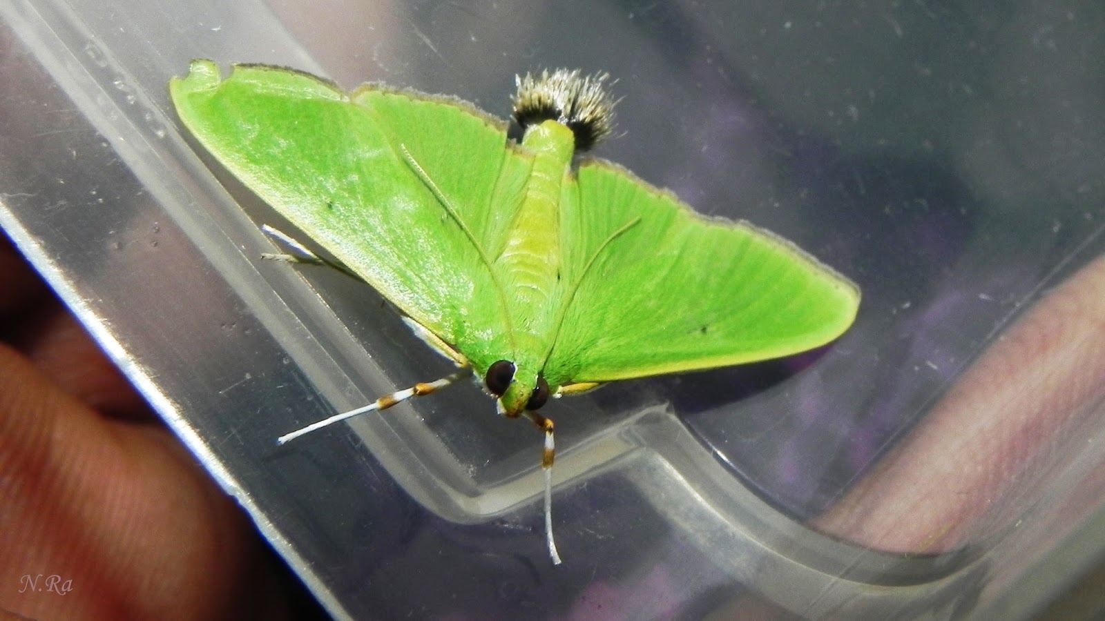 Lepidoptera Life cycle: Life Cycle images of Parotis marginata