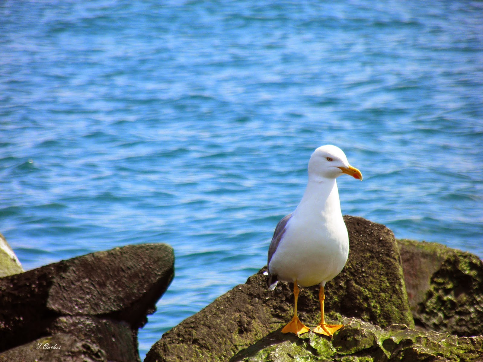 PASARI DIN ROMANIA: PESCARUS CU PICIOARE GALBENE, Larus michahellis