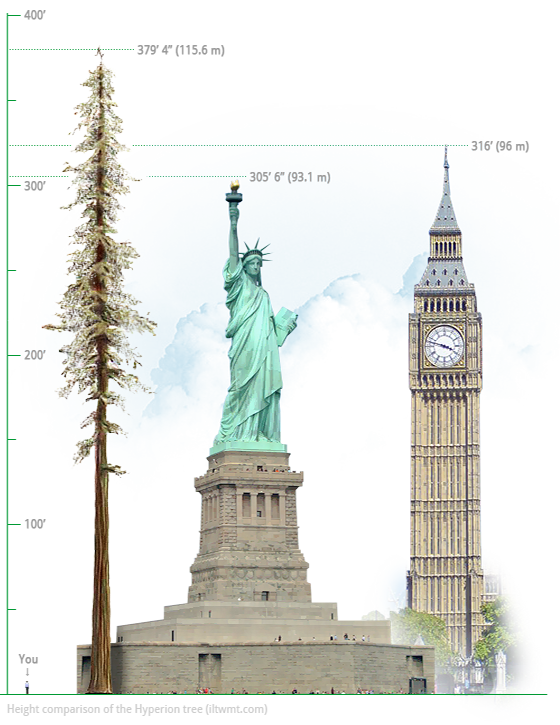 Eichenland: Hyperion - A árvore mais alta do mundo (115,6 metros).