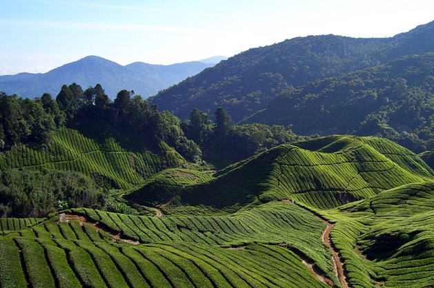 About Me: Visit to Mount Tahan, Malaysia