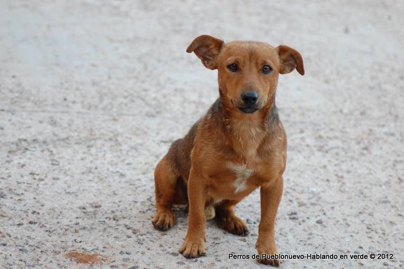 Hablando en verde: enero 2012