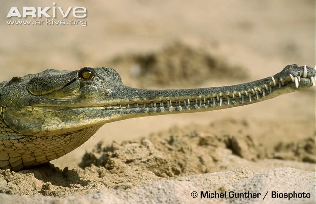 AUSTRALIAN FANTASY ADVENTURES: THE GHARIAL