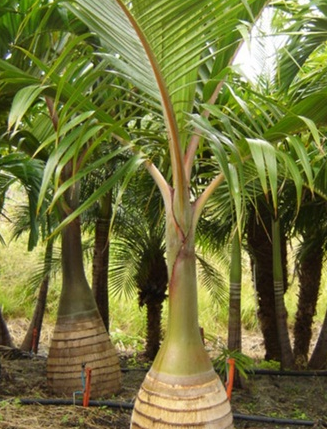 Contoh Palem Yang Banyak Diminati Utuk Dijadikan Tanaman Hias | mix4