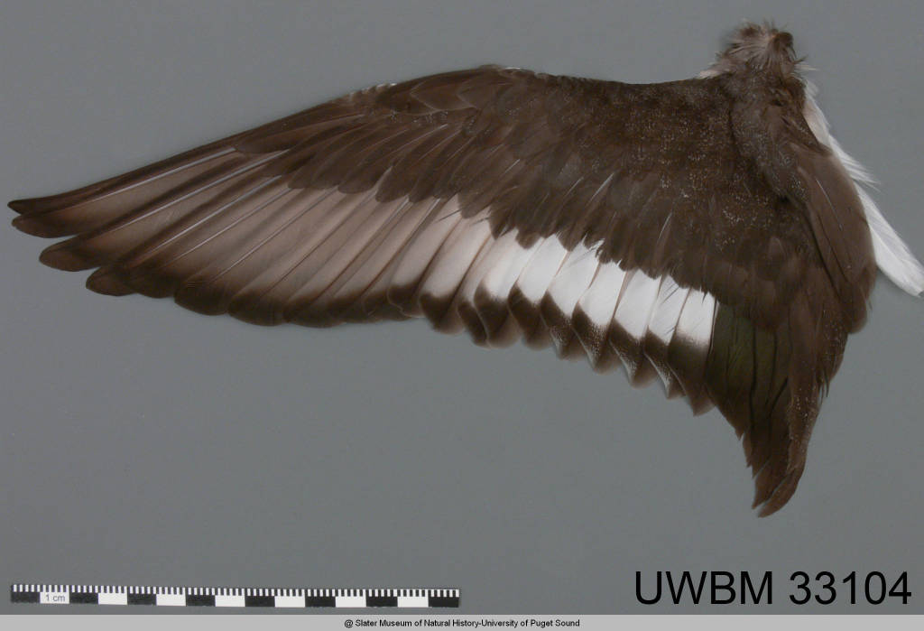 Oxon Birding Blog: Presumed hybrid Lesser x Greater Scaup Farmoor Reservoir