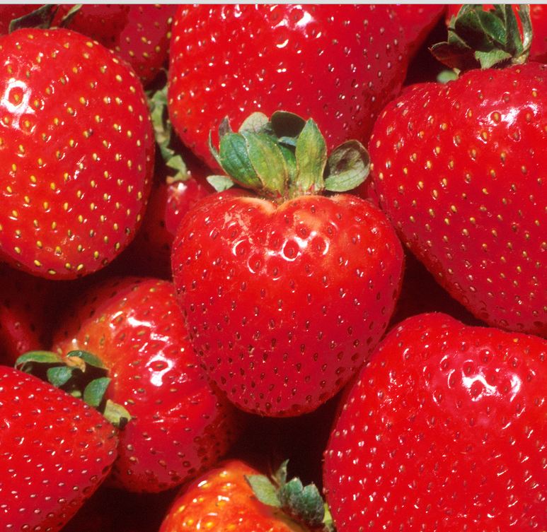 Giant Squid Quest: Squidoo Imminent Quest - Things That Are Red