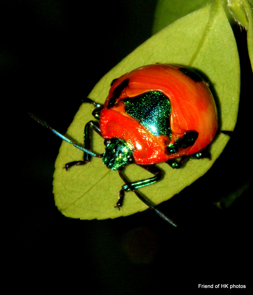 Photographic Wildlife Stories in UK/Hong Kong: Colourful Bugs