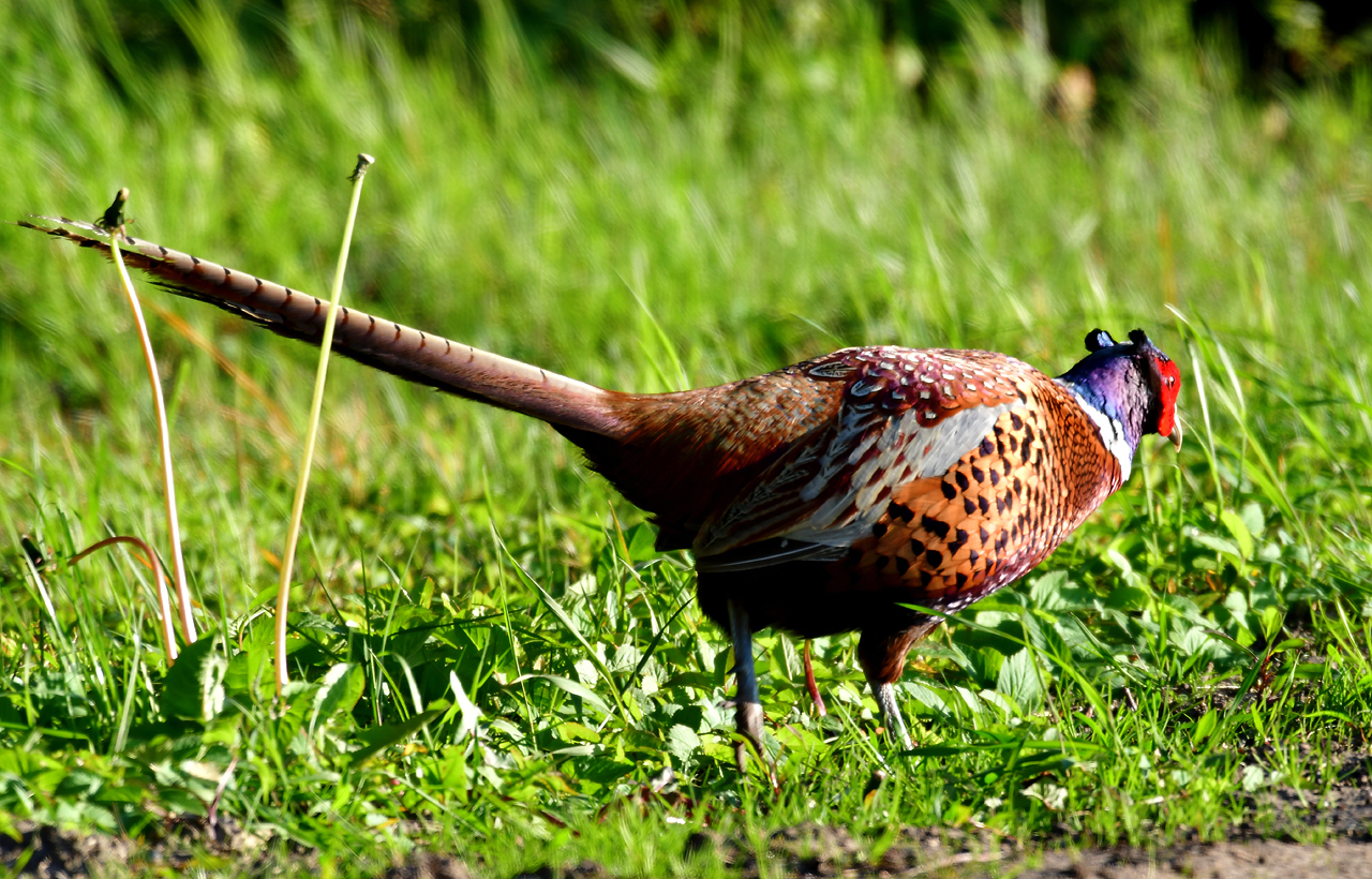 Jozef van der Heijden - Natuurfotografie: Fazant (Phasianus colchicus)