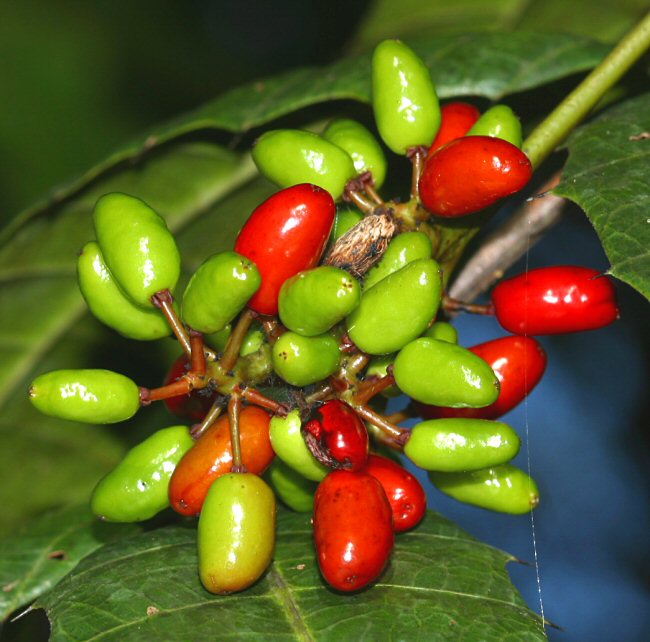 PLANT FAMILIES OF PUERTO RICO AND FLORIDA PAPO VIVES: ANACARDIACEAE NÚM ...