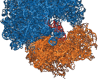 bensozia: Hacking Ribosomes