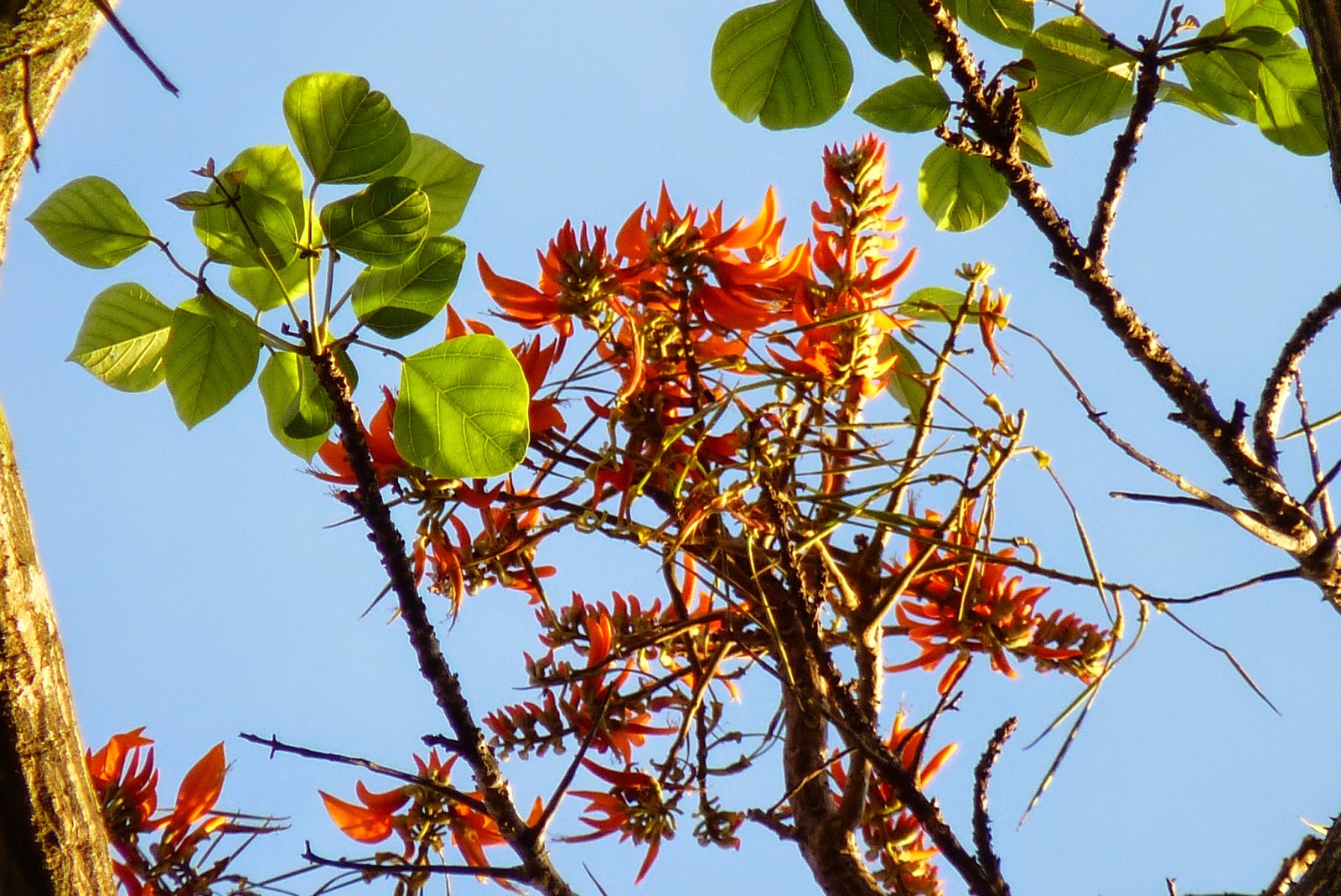 ARBORETUM: FEBRERO el Cámbulo