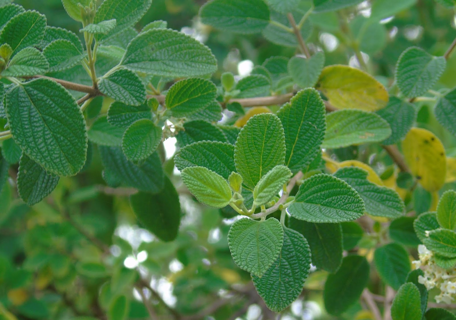 Alecrim-pimenta (Lippia origanoides) | A planta da vez