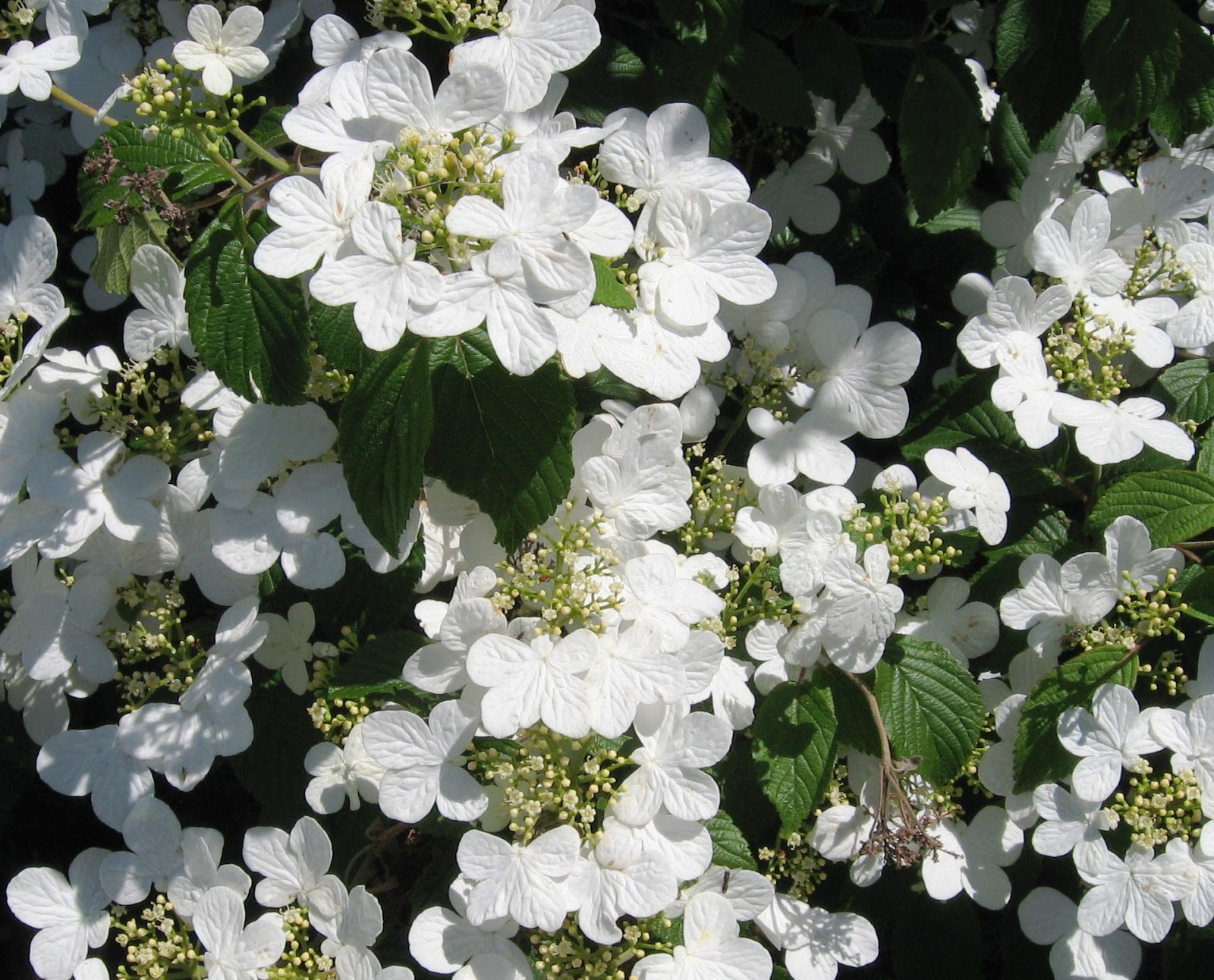1 Acre Farm - Urban Farming in Louisville Kentucky: The Colors of Spring