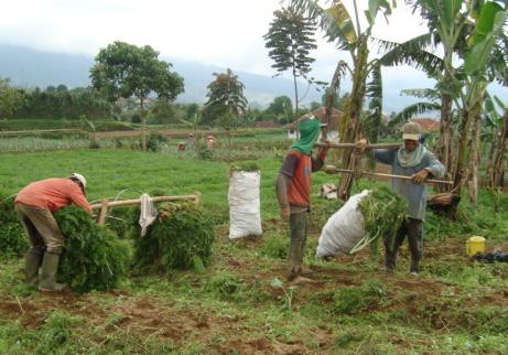 agribisnis: Agribisnis