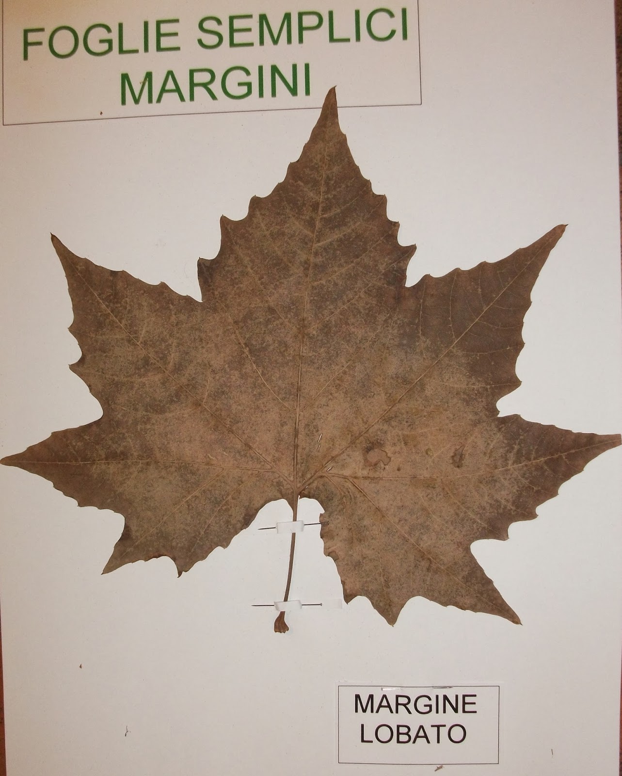 FloraVegetazionePaesaggio: La foglia: forma, margine, nervatura